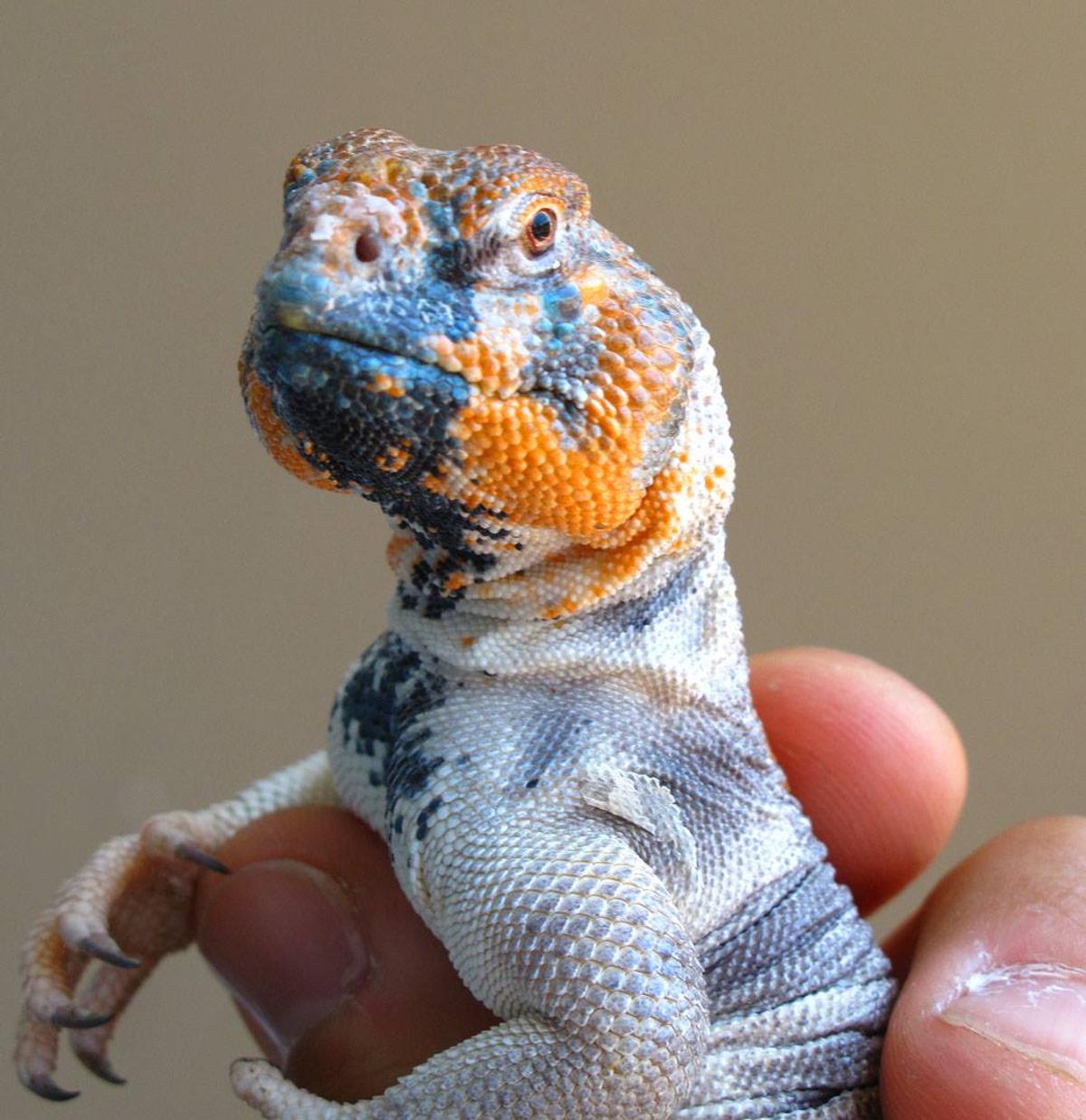 Uromastyx Starter Buying Guide | HappyDragons