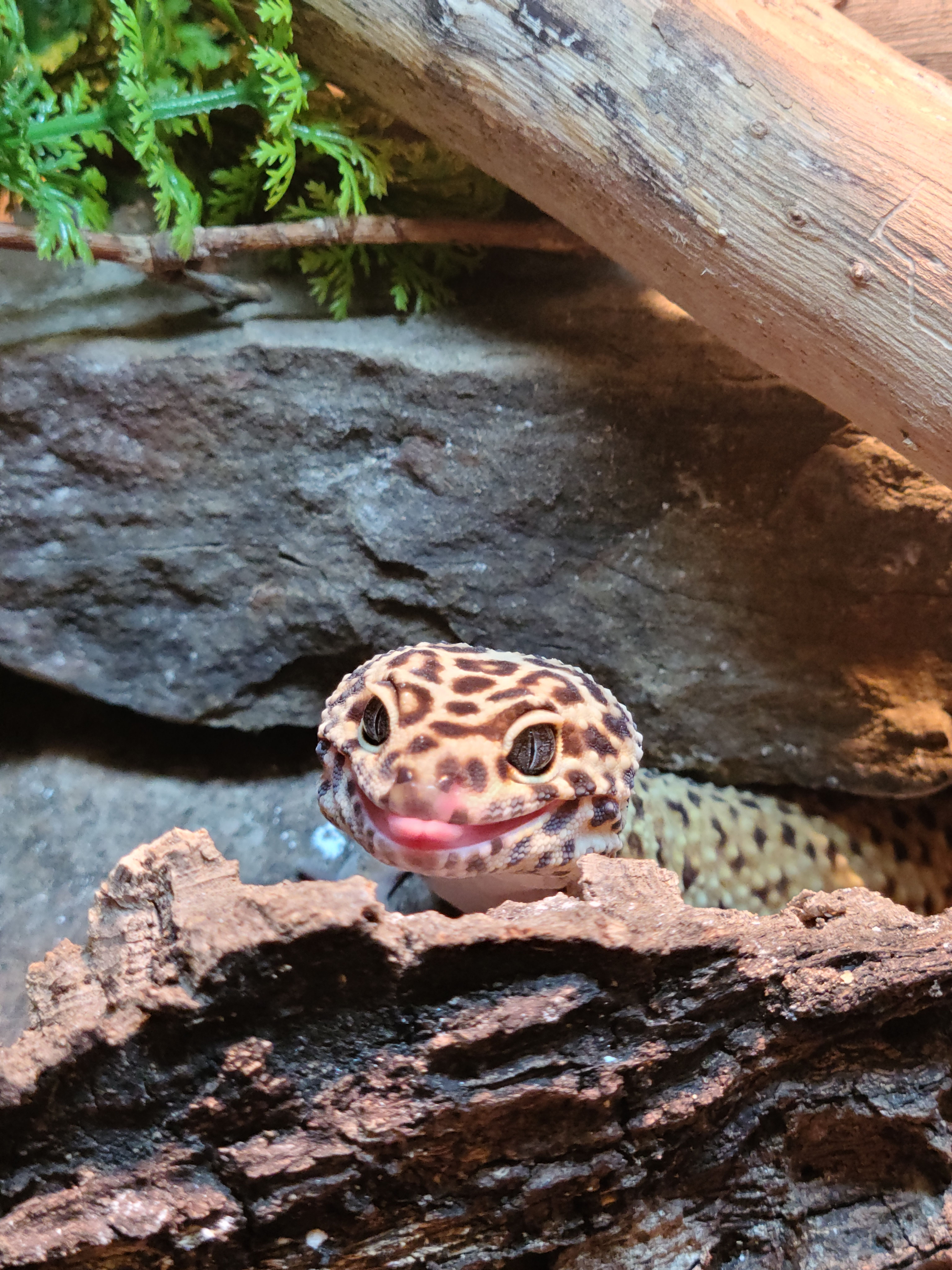 Leopard Gecko Deluxe Buying Guide | HappyDragons