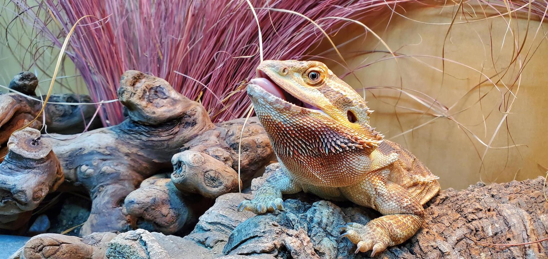 Bearded Dragon Starter Buying Guide | HappyDragons
