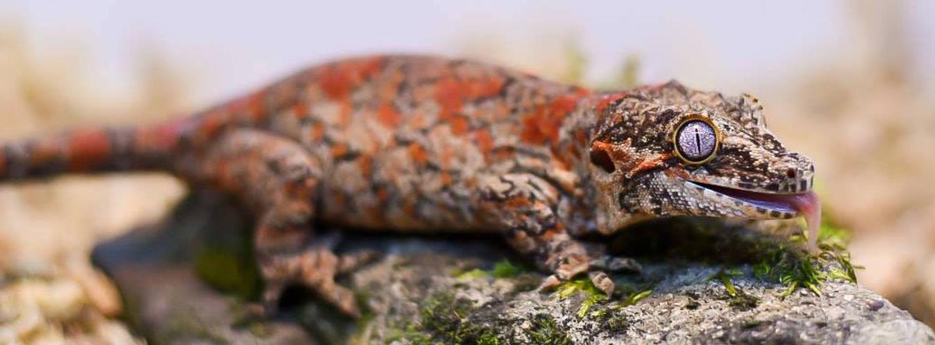 Gargoyle Gecko | HappyDragons