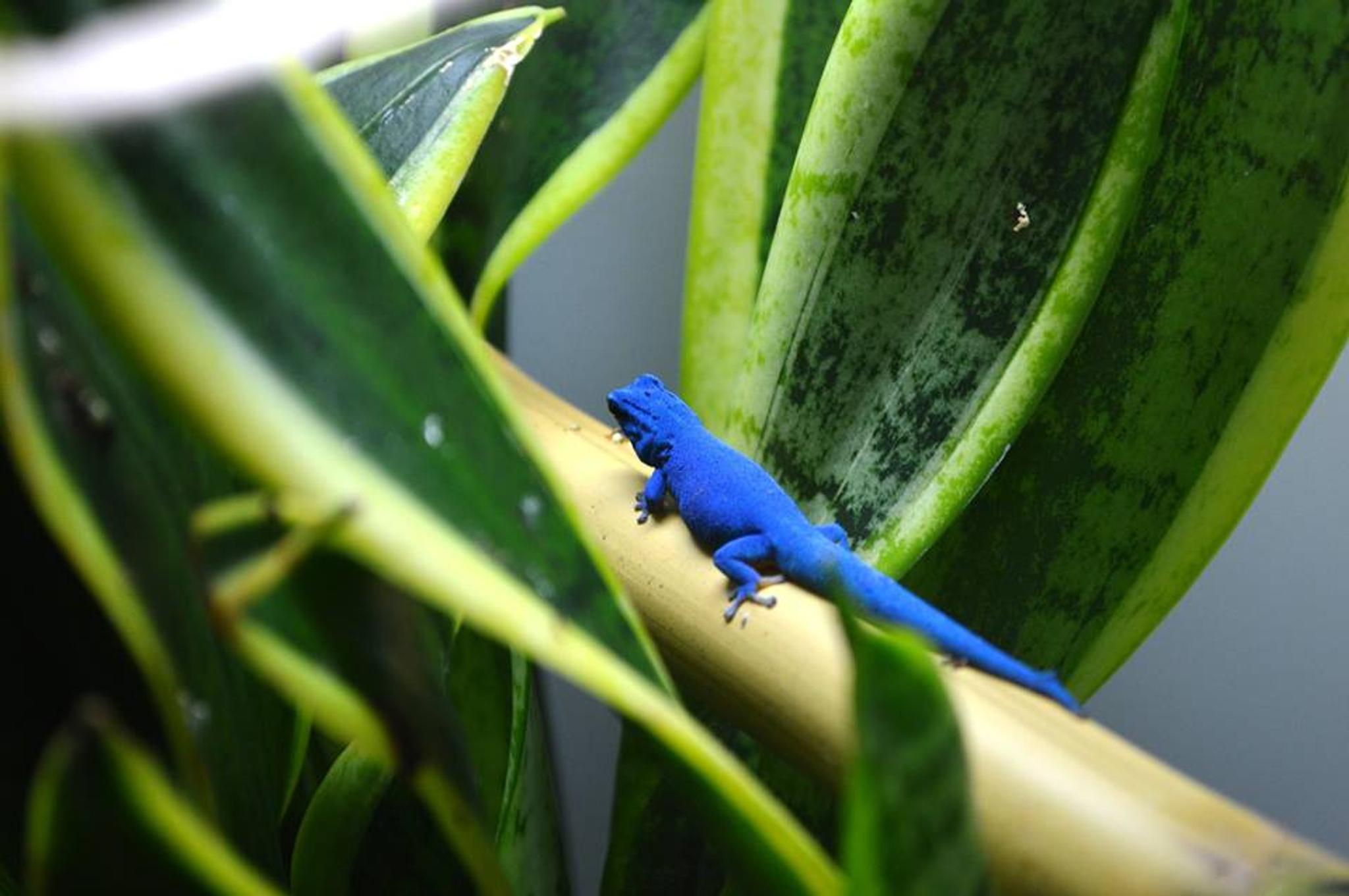 Electric Blue Gecko | HappyDragons