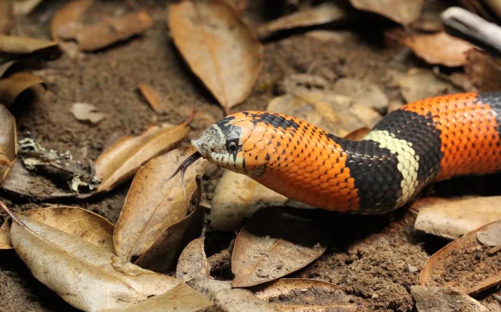 Forest & Tropical Hognose Starter Buying Guide | HappyDragons