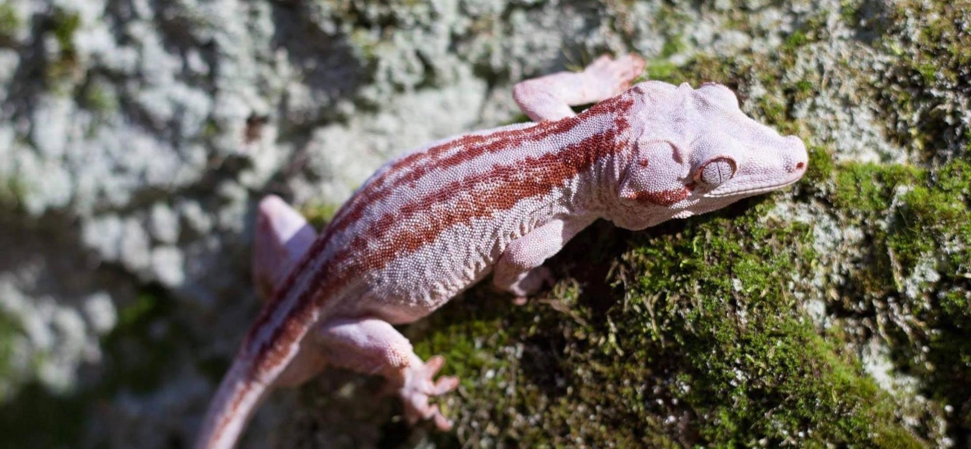 Gargoyle Gecko | HappyDragons
