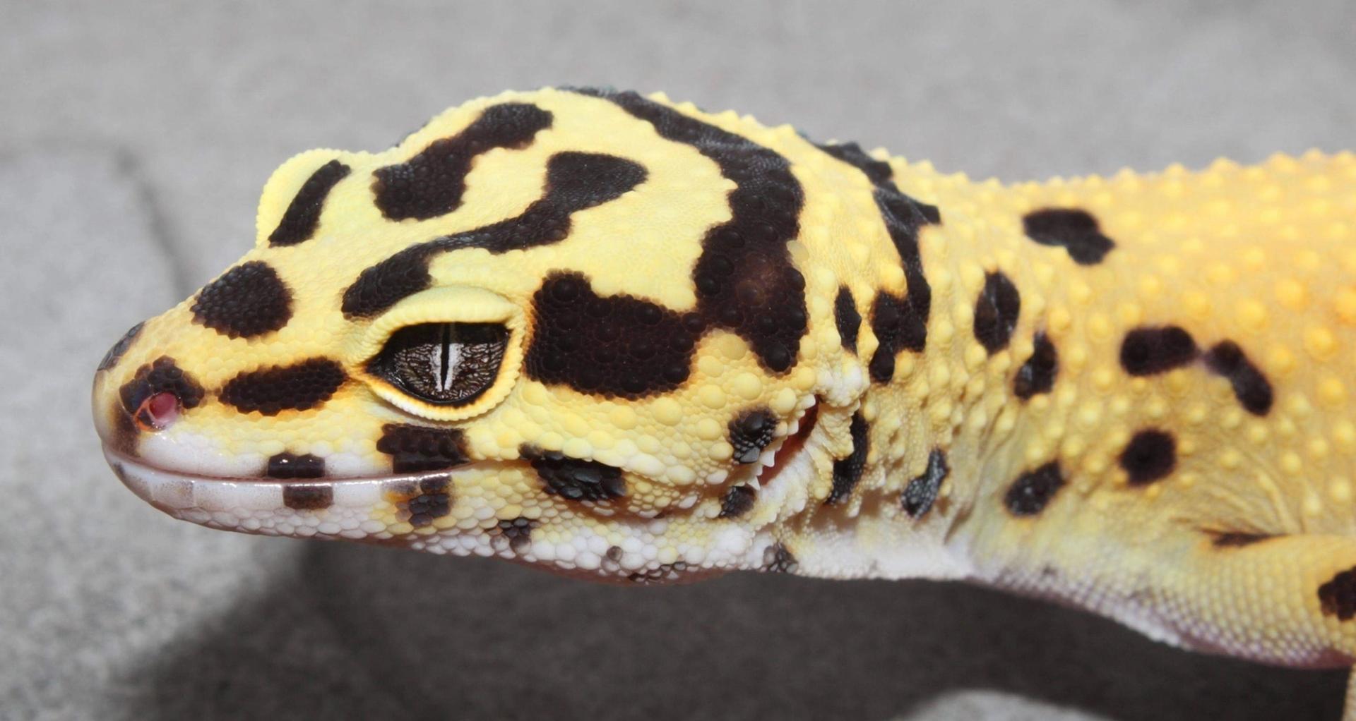 Leopard Gecko Starter Buying Guide | HappyDragons