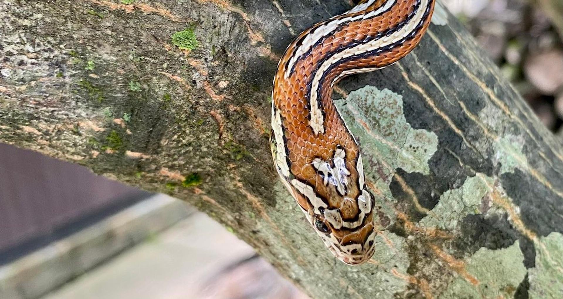 Corn Snake | HappyDragons