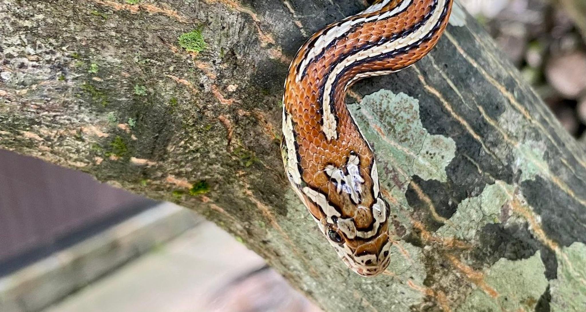 Corn Snake Deluxe Buying Guide | HappyDragons