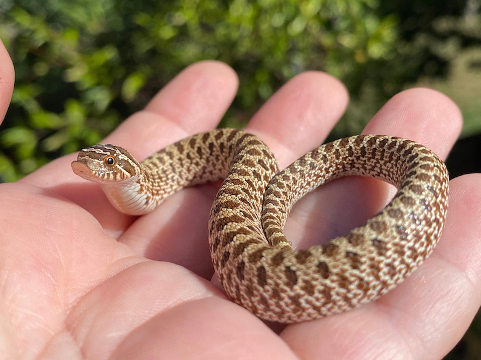 Hognose Snake | HappyDragons