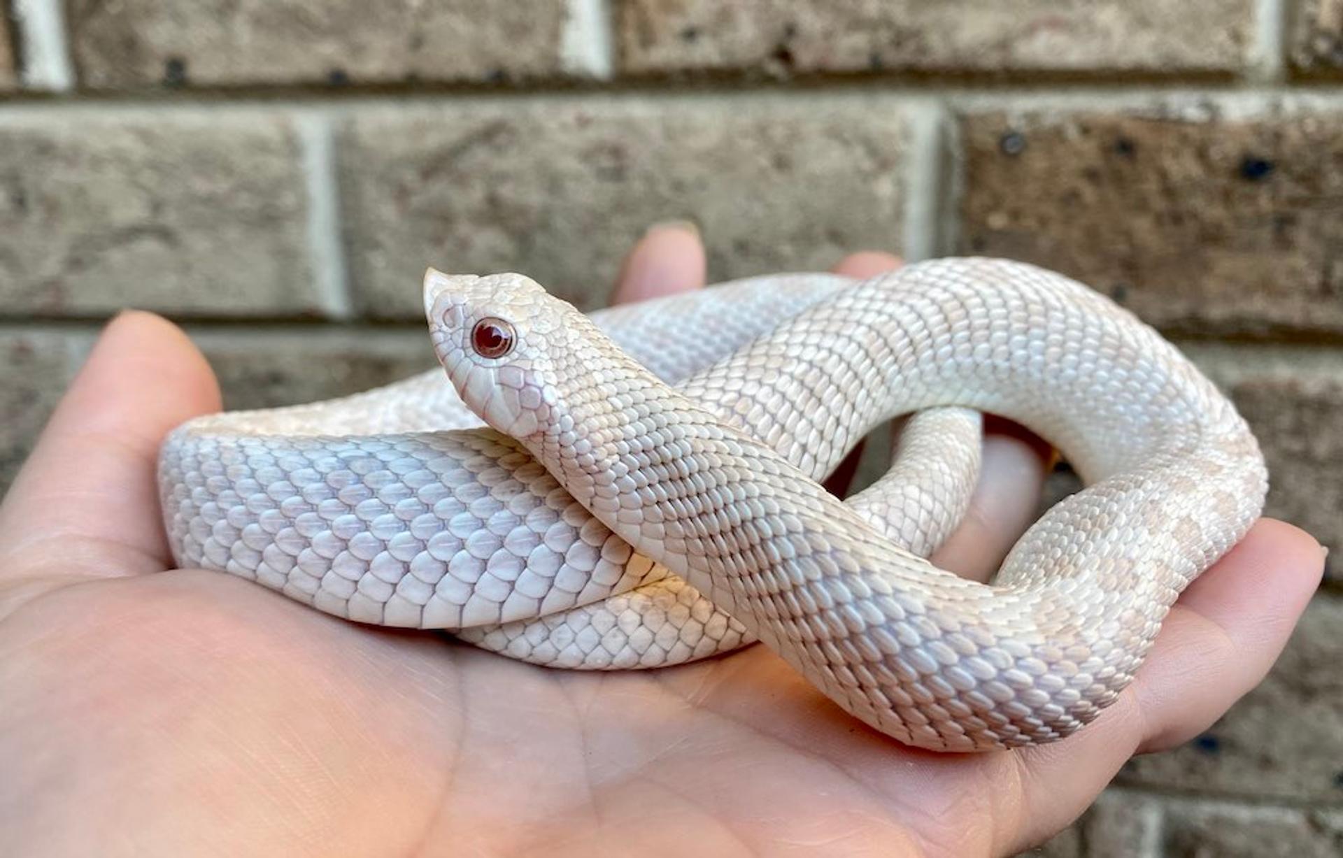 Hognose Snake | HappyDragons