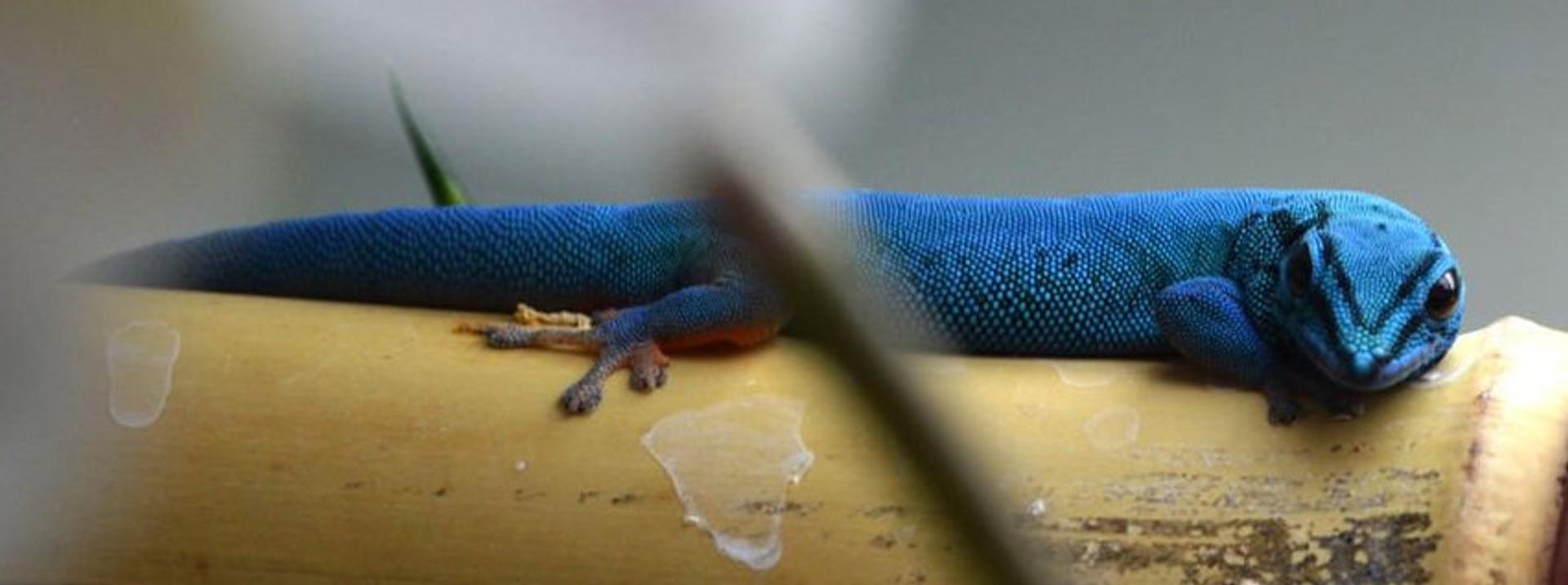 Electric Blue Gecko | HappyDragons