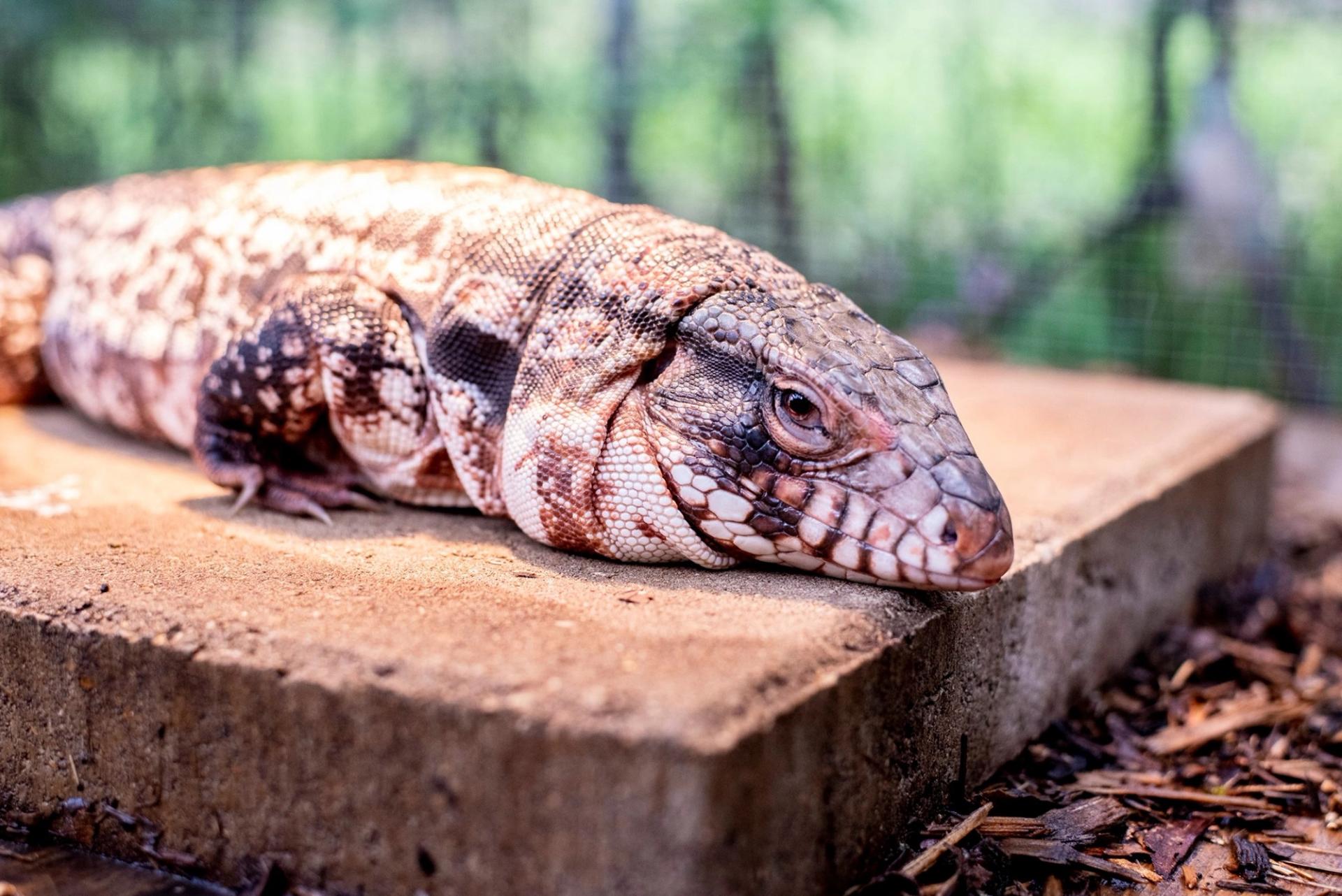 Argentine/Colombian Tegu | HappyDragons