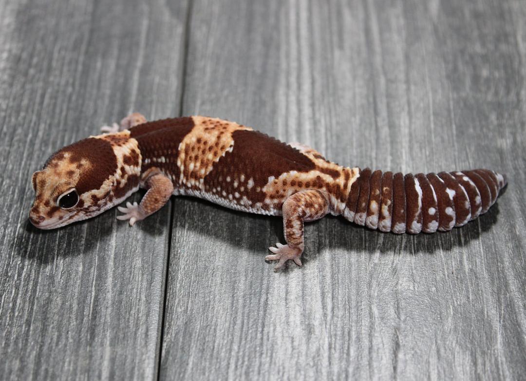 African Fat-Tailed Gecko | HappyDragons