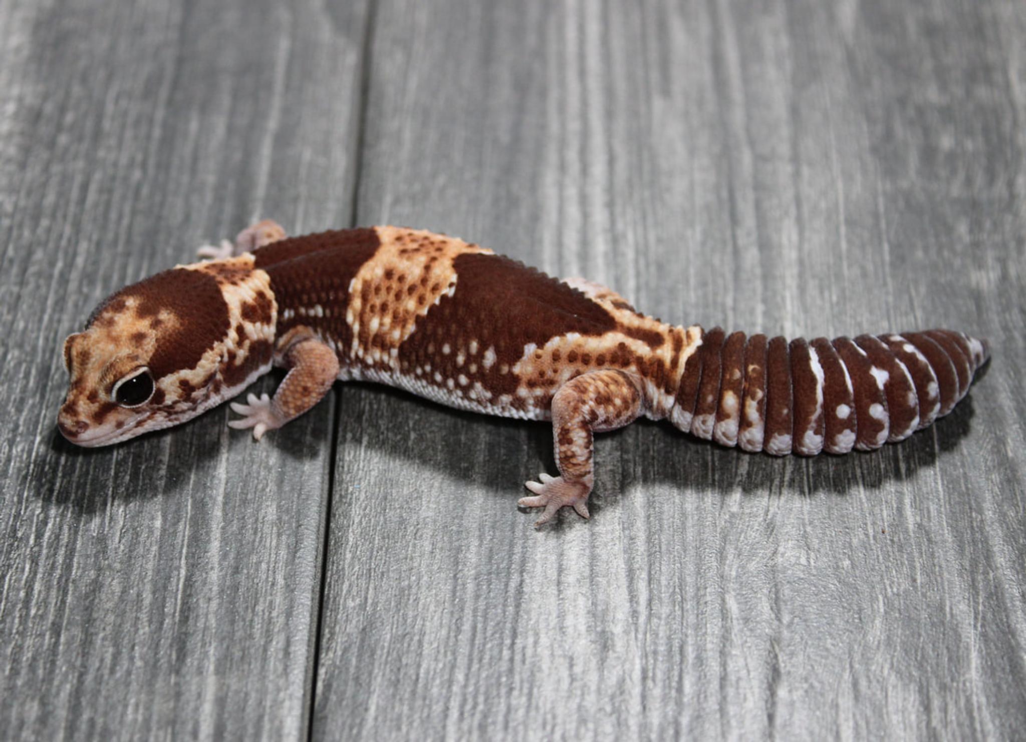African Fat-Tailed Gecko | HappyDragons