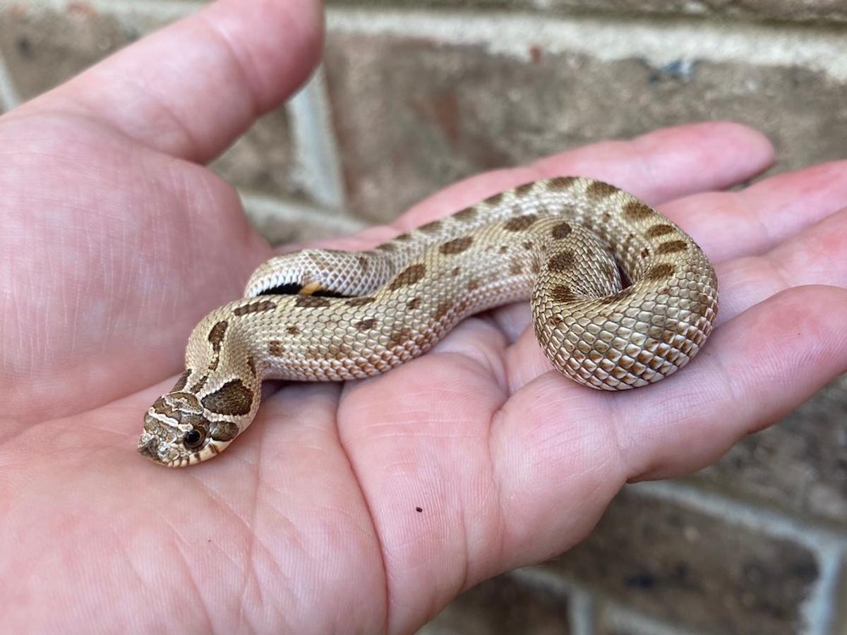 Hognose Snake | HappyDragons