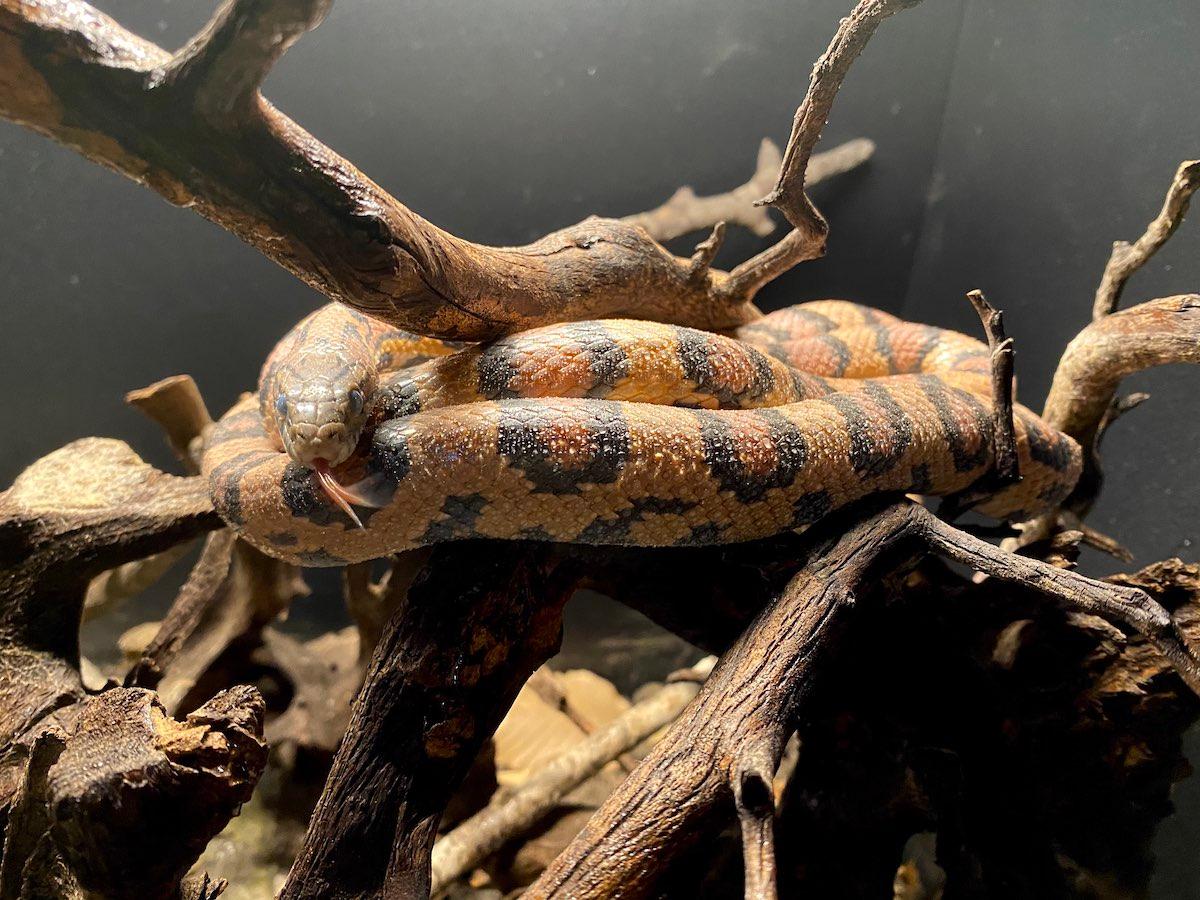 Corn Snake | HappyDragons