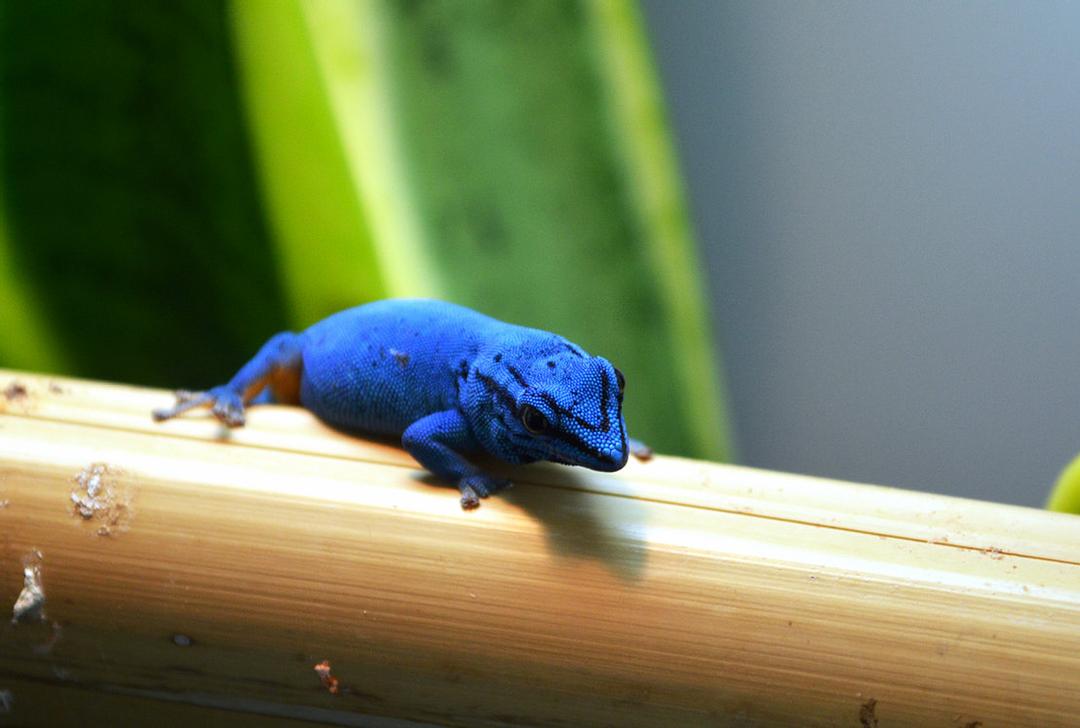 Electric Blue Gecko | HappyDragons