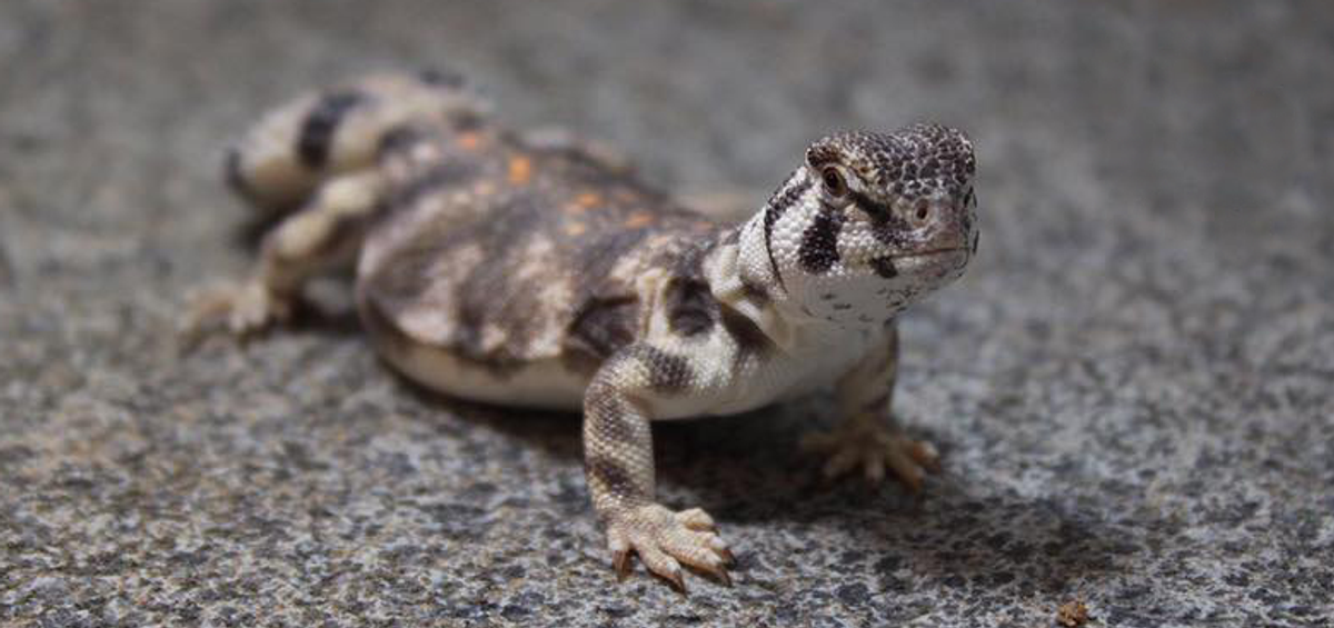 Uromastyx Starter Buying Guide | HappyDragons
