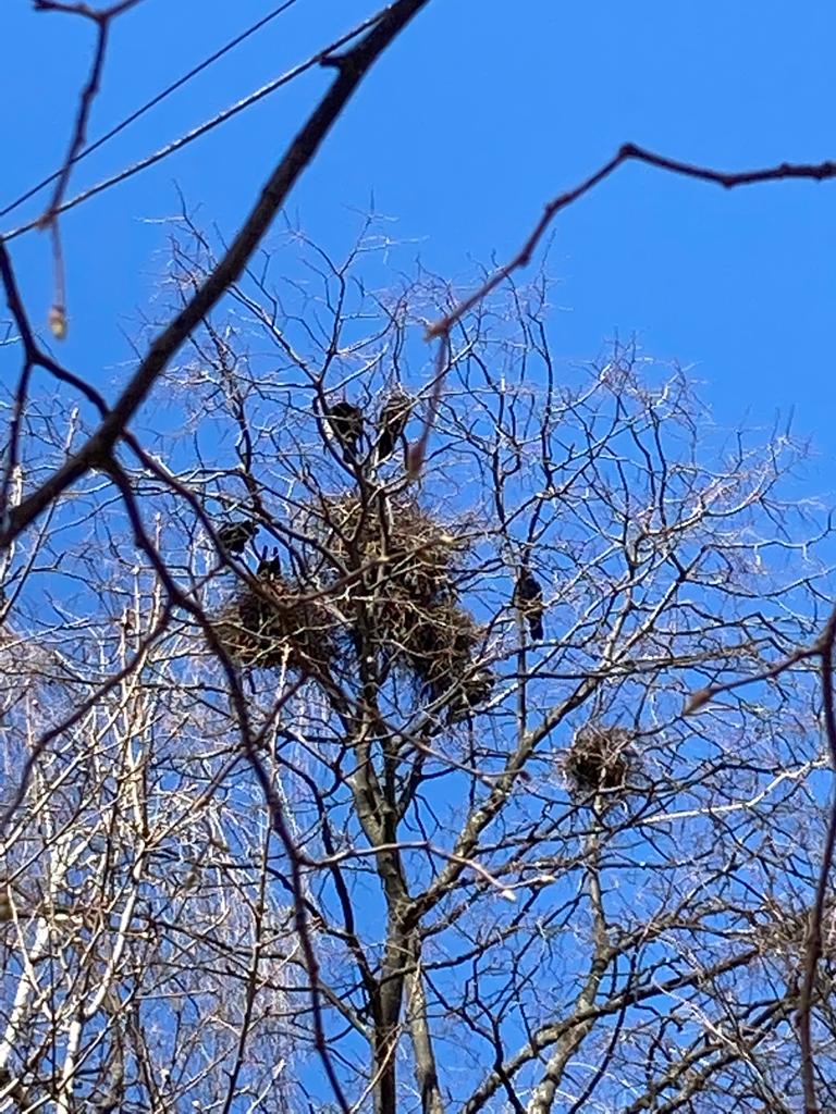 Primăria Sibiu încearcă să scape de ciori prin toaletarea copacilor