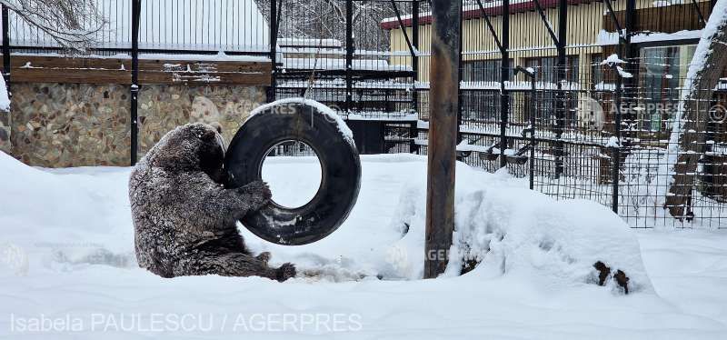 Ursul Baloo, vedeta iernii la Zoo Sibiu