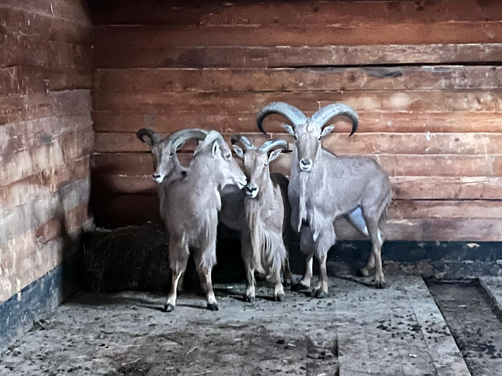 Noi atracții la Zoo Sibiu