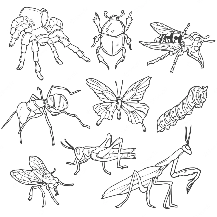 Craft Time - Invent an Insect!