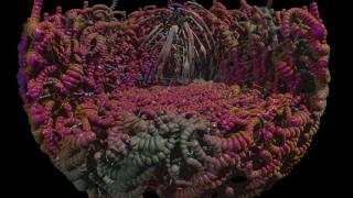 WILLIAM LATHAM | GALLERY