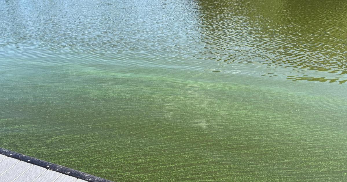 Riverkeeper monitoring unprecedented harmful algal bloom in Hudson ...