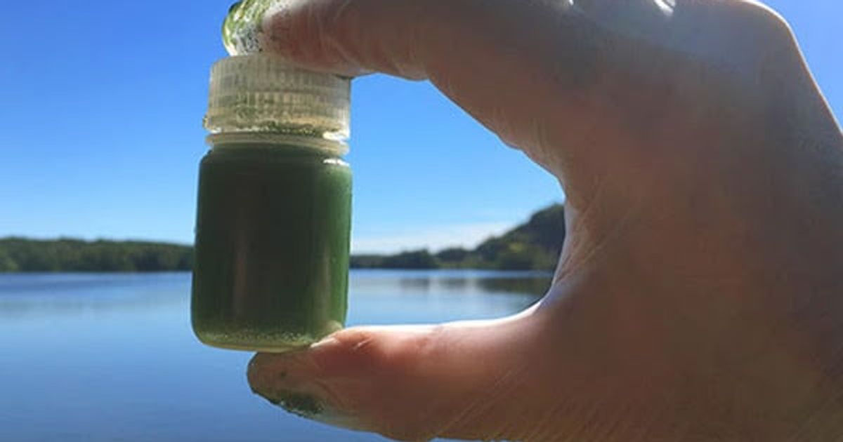 Wallkill River harmful algae: intense one summer, gone the next - but why?