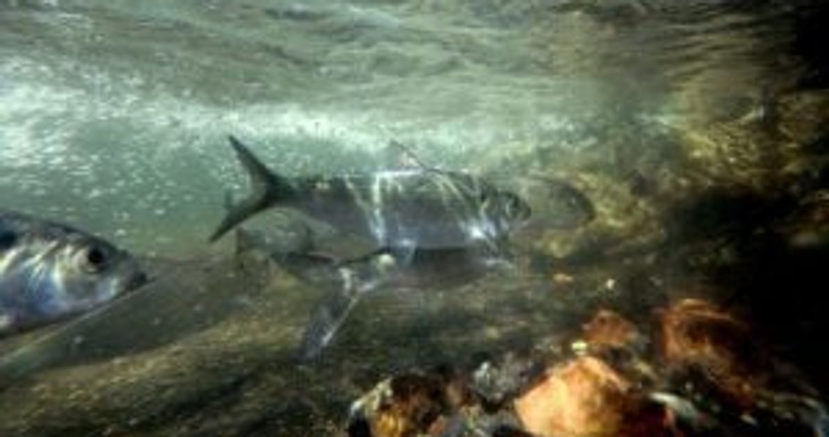 Hudson River fish migration: A reason and a season