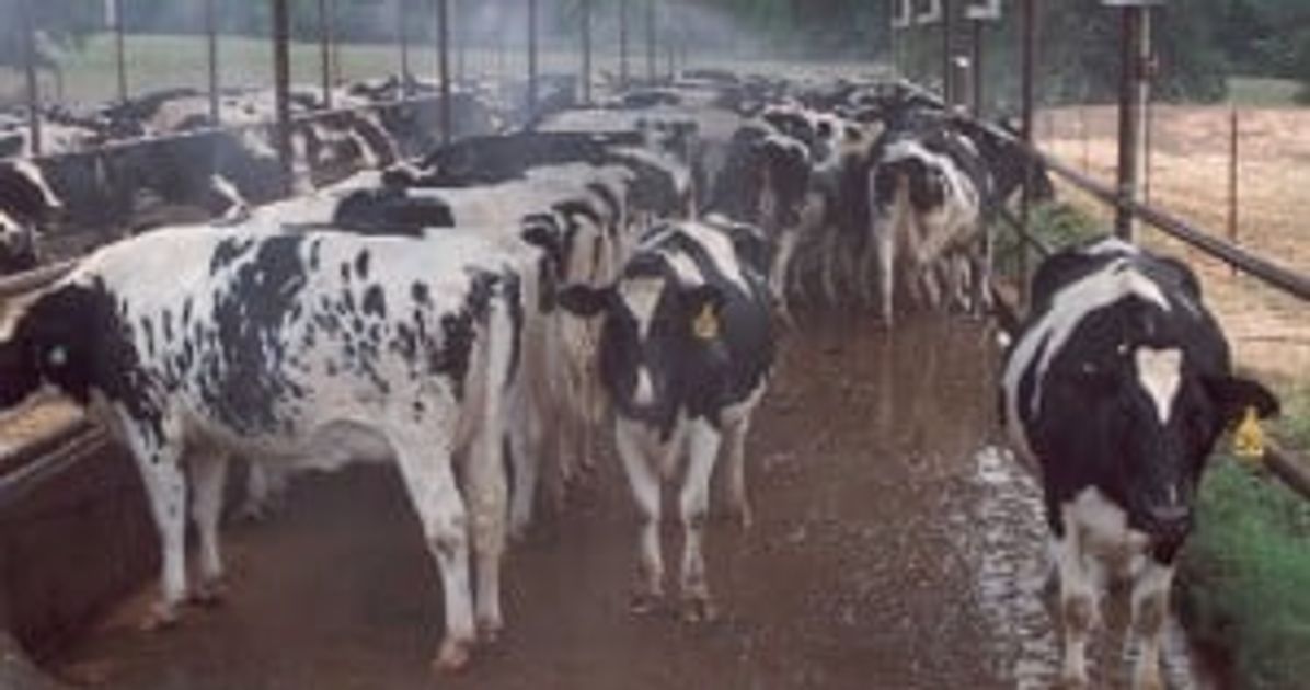 Animal Sewage in New York, By the Numbers