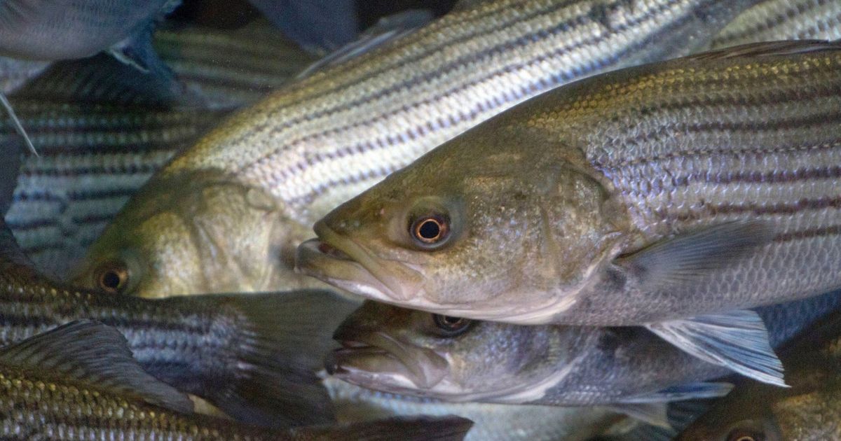Get involved to protect the Hudson's iconic bass