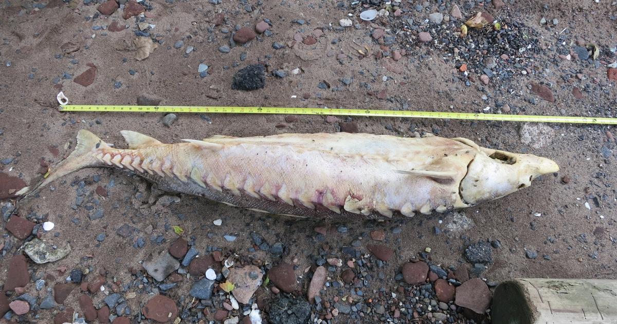 What to do if you spot invasive species, dead fish, or algae blooms