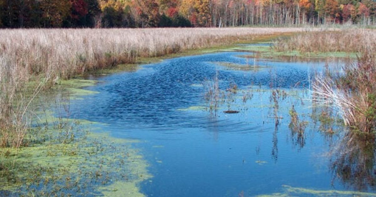Protecting New York’s freshwater wetlands is now more important than ever