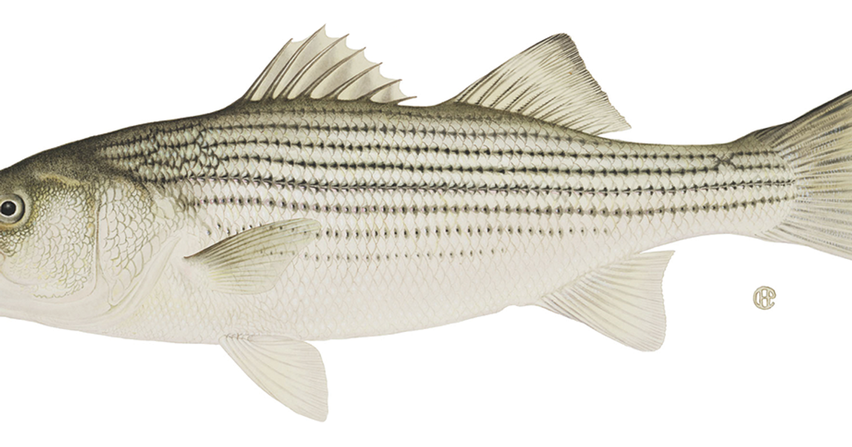 Supporting the striped bass population requires reducing mortality ...