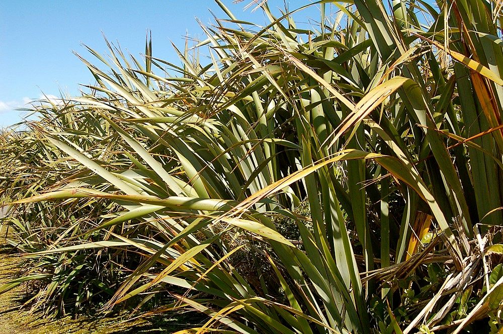 The Shared Whakapapa of Raranga - Pantograph Punch