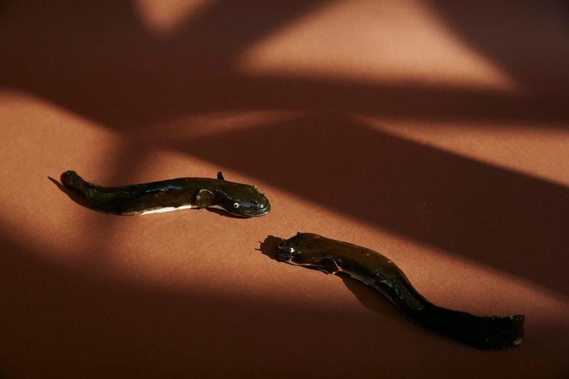 The Mysterious Bad Boys of the Moana - Pantograph Punch