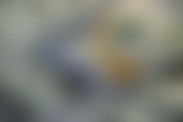 Ring-Fenced Accounts: Definition, Costs, Alternatives, and More