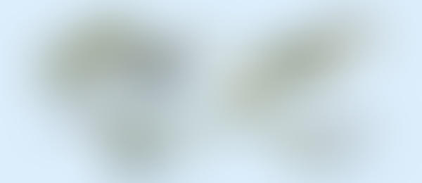 Currency in Niger: All About the West African CFA Franc in 2025