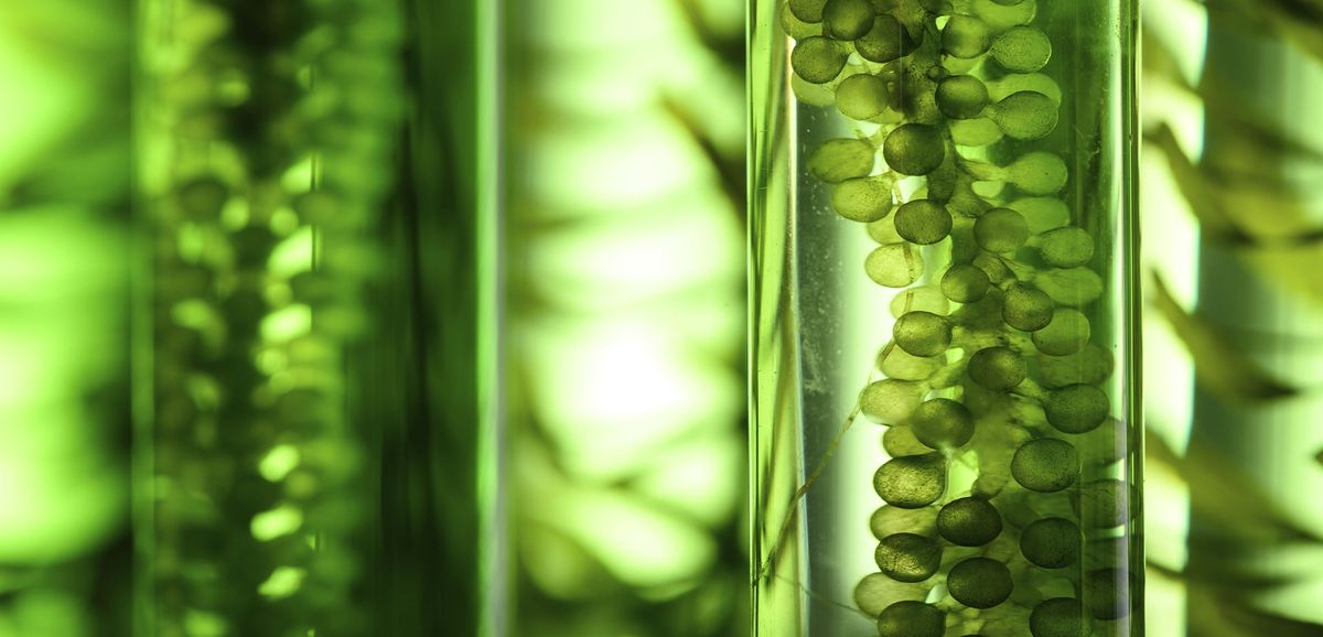 Powerhouse Museum - Powerhouse Academy: Plants for Space