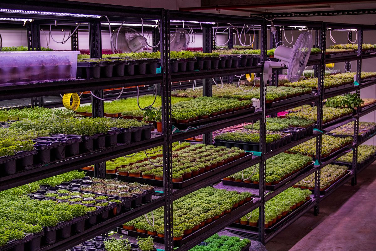 Powerhouse Museum - Urban Farming Under Sydney’s CBD