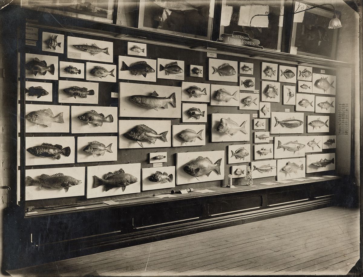 Powerhouse Museum - Edible Fish Display