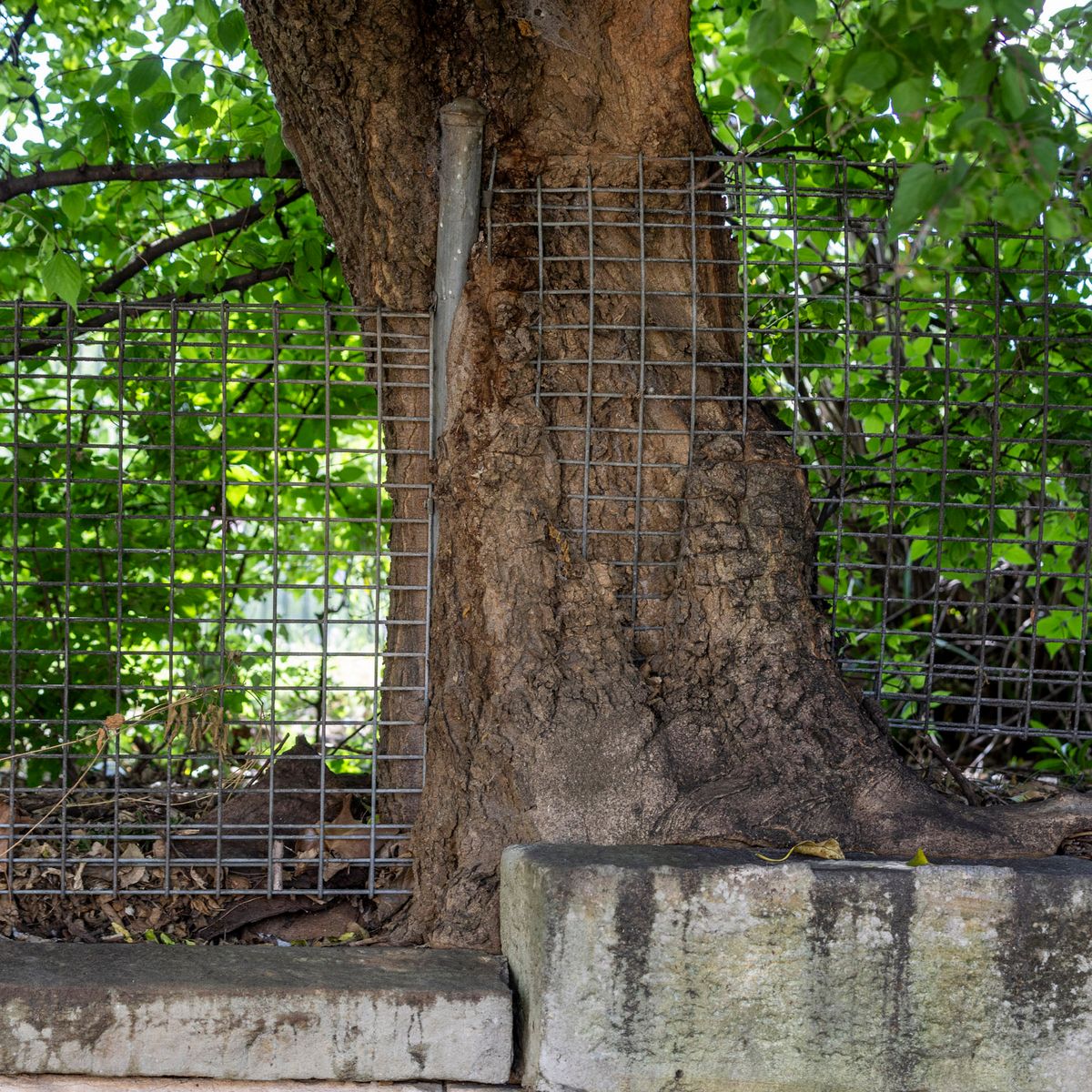 Powerhouse Museum - The Tree Still Grows, the River Still Flows ...