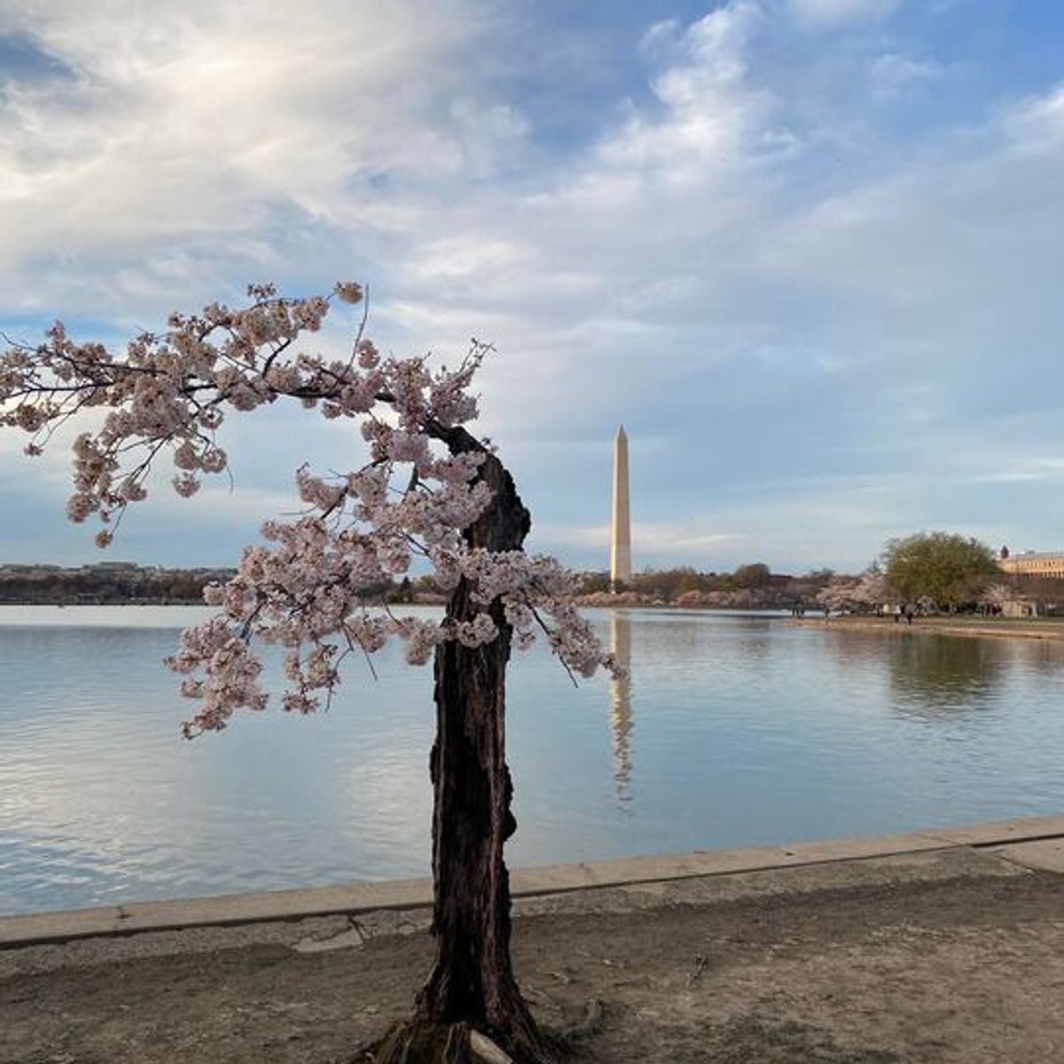 Stumpy the Japanese Cherry Blossom | SmartHER News Stumpy the Japanese Cherry Blossom | SmartHER News
