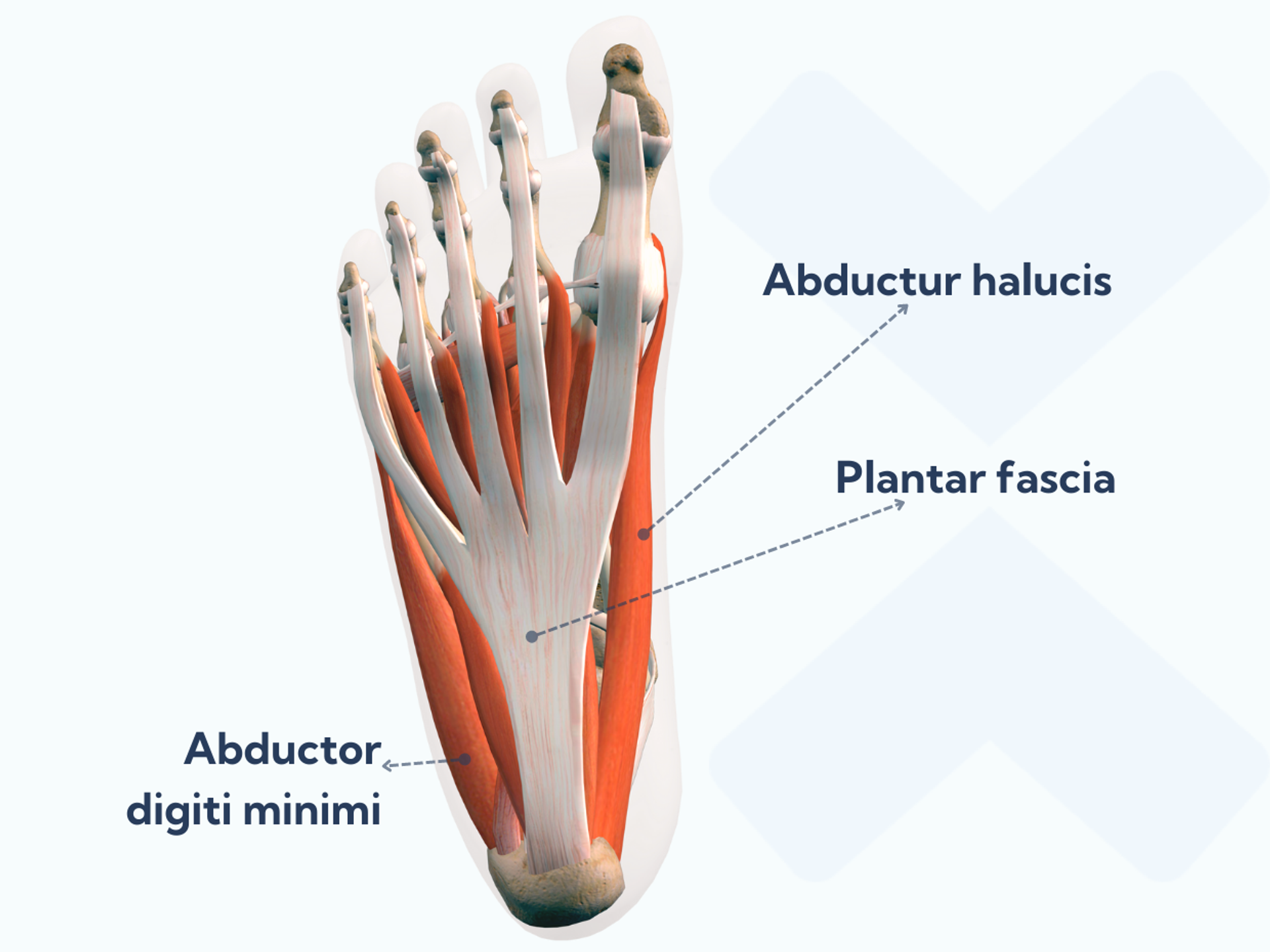 Foot exercises for plantar fasciitis - Optimizing strength and control