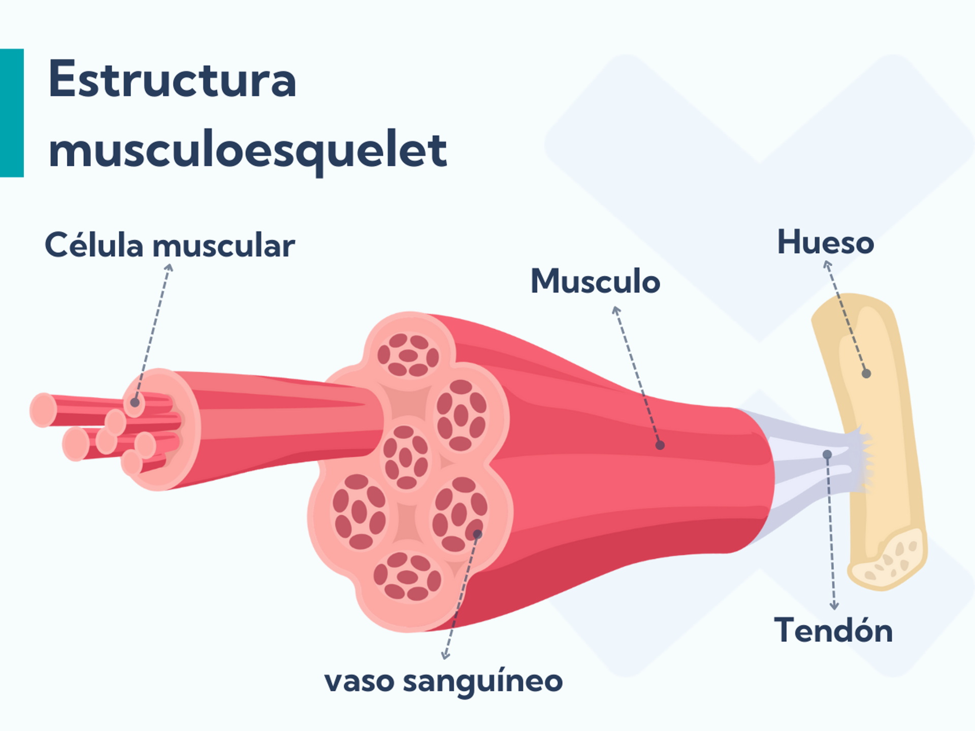 Guía para tratar una distensión muscular en la pantorrilla si corres ...