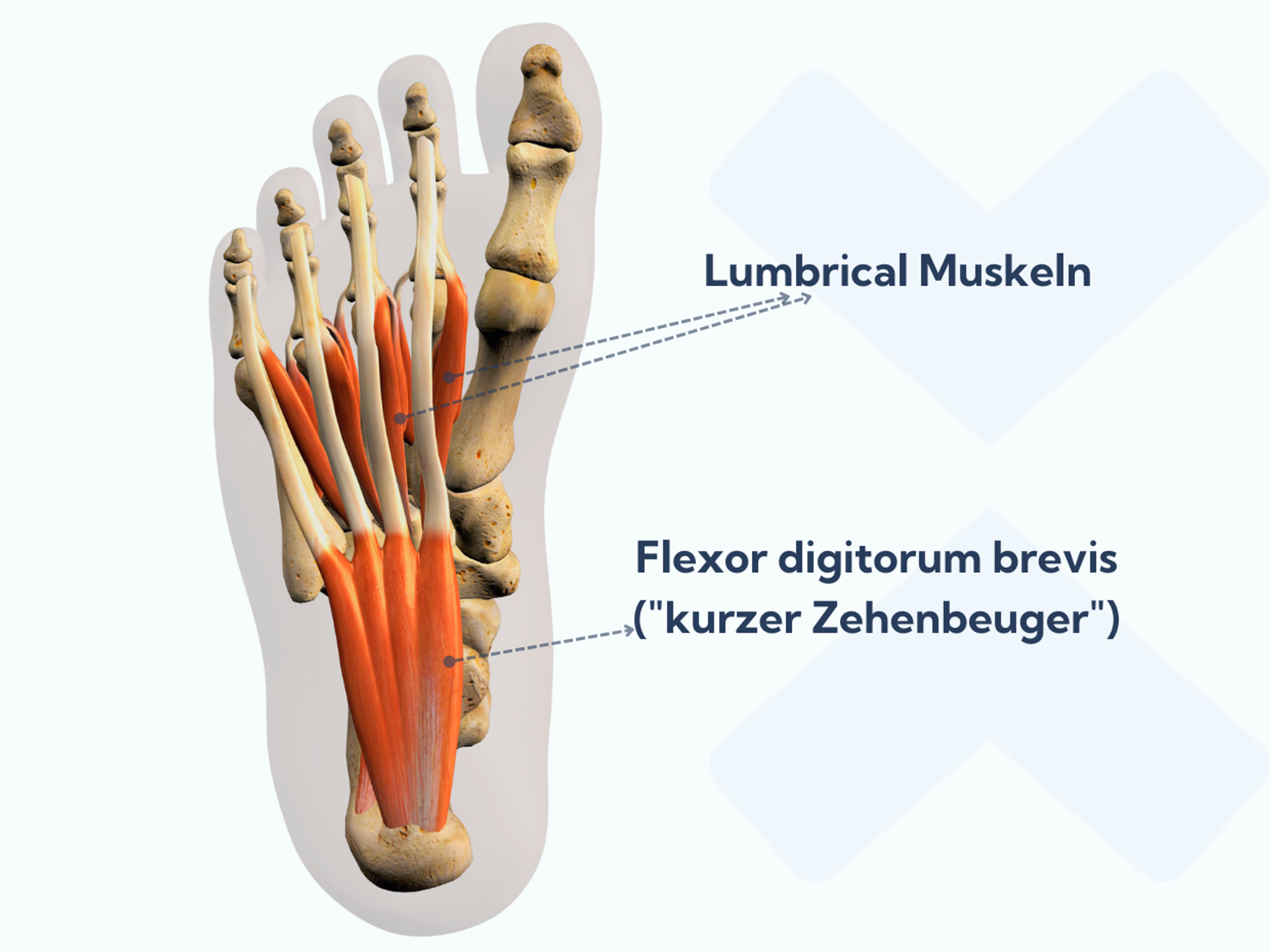 Plantarfasziitis: Diese Übungen stärken deine Füße
