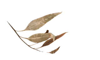 Tyrown Waigana | Solid Lines