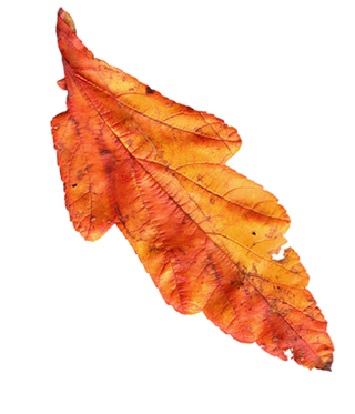 Tyrown Waigana | Solid Lines