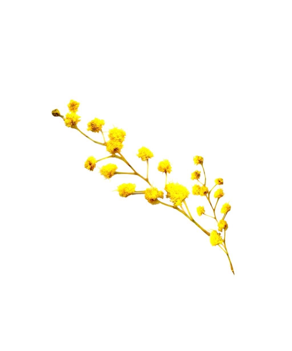 Tyrown Waigana | Solid Lines