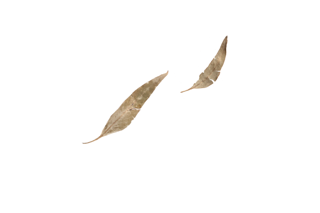 Tyrown Waigana | Solid Lines