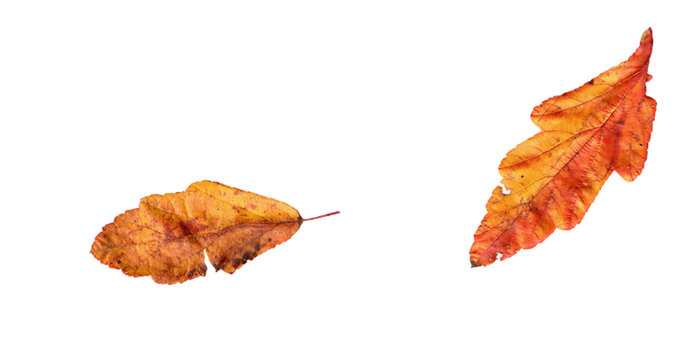 Tyrown Waigana | Solid Lines